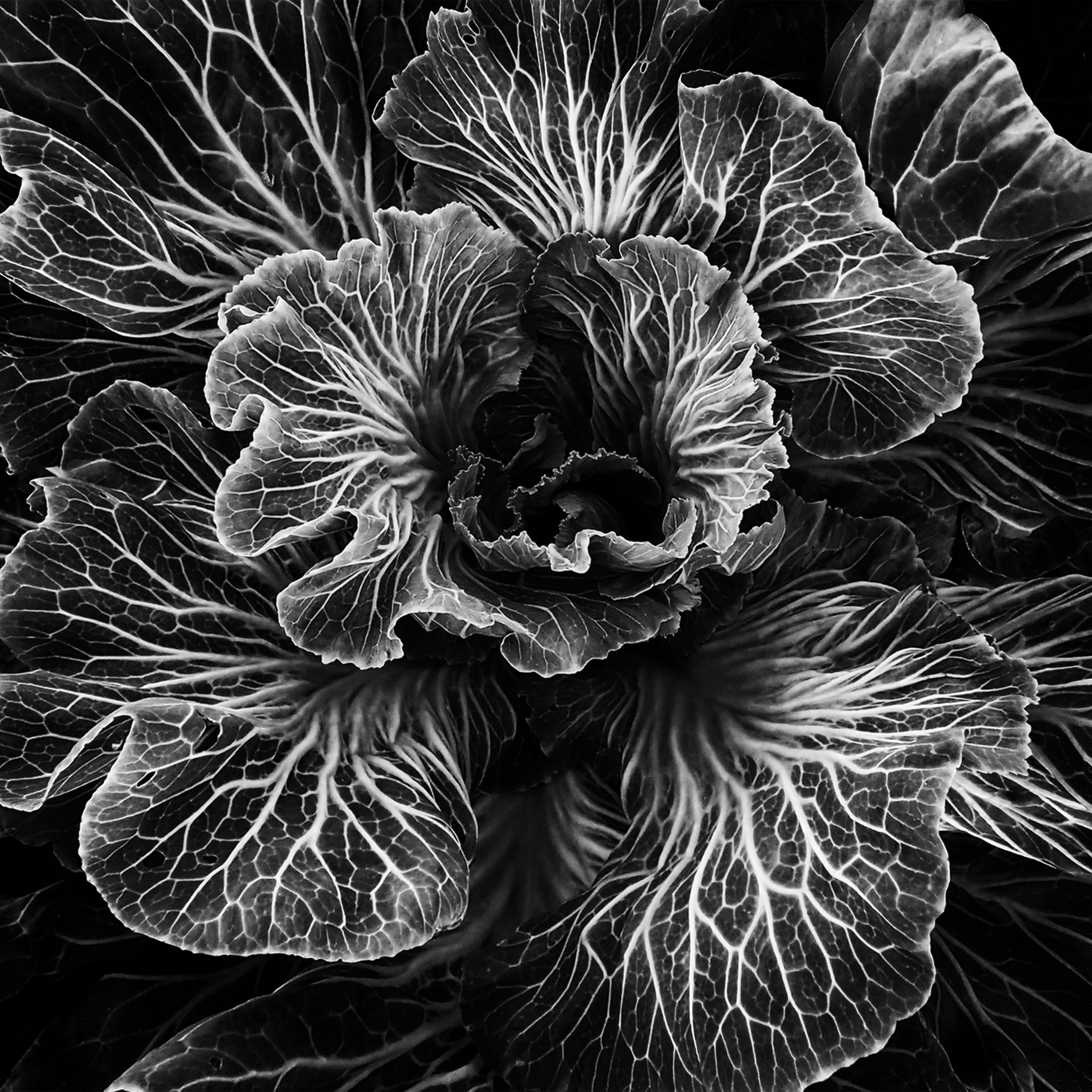 RHS Botanical Art & Photography Show 2025 | BFAMI